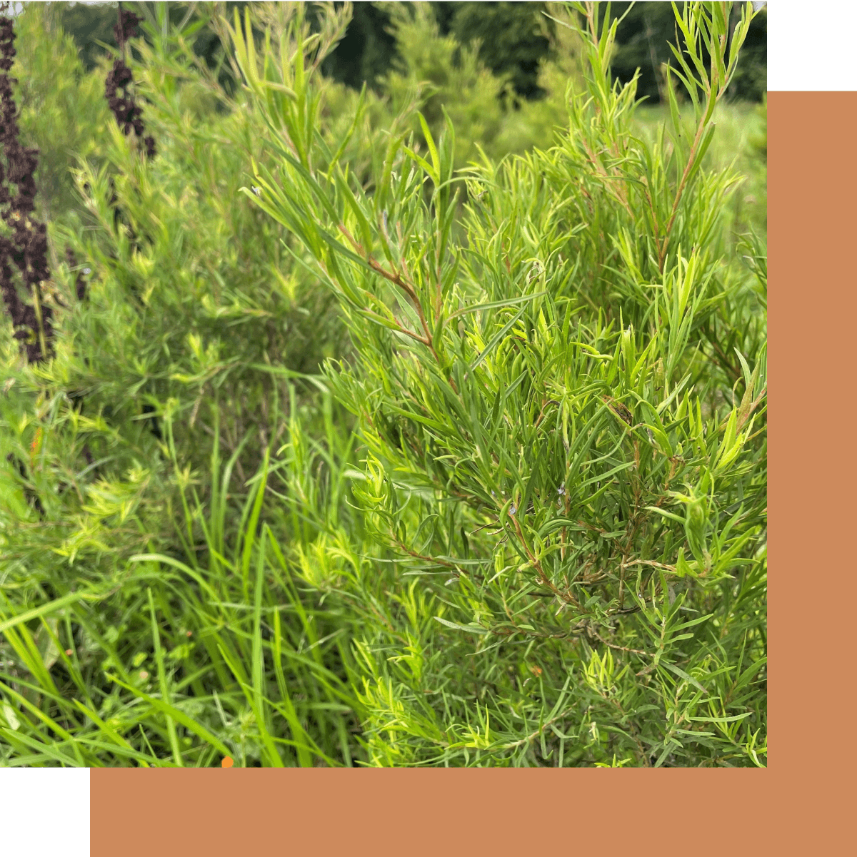 About Our Rosalina | South Of Somewhere (Australia)