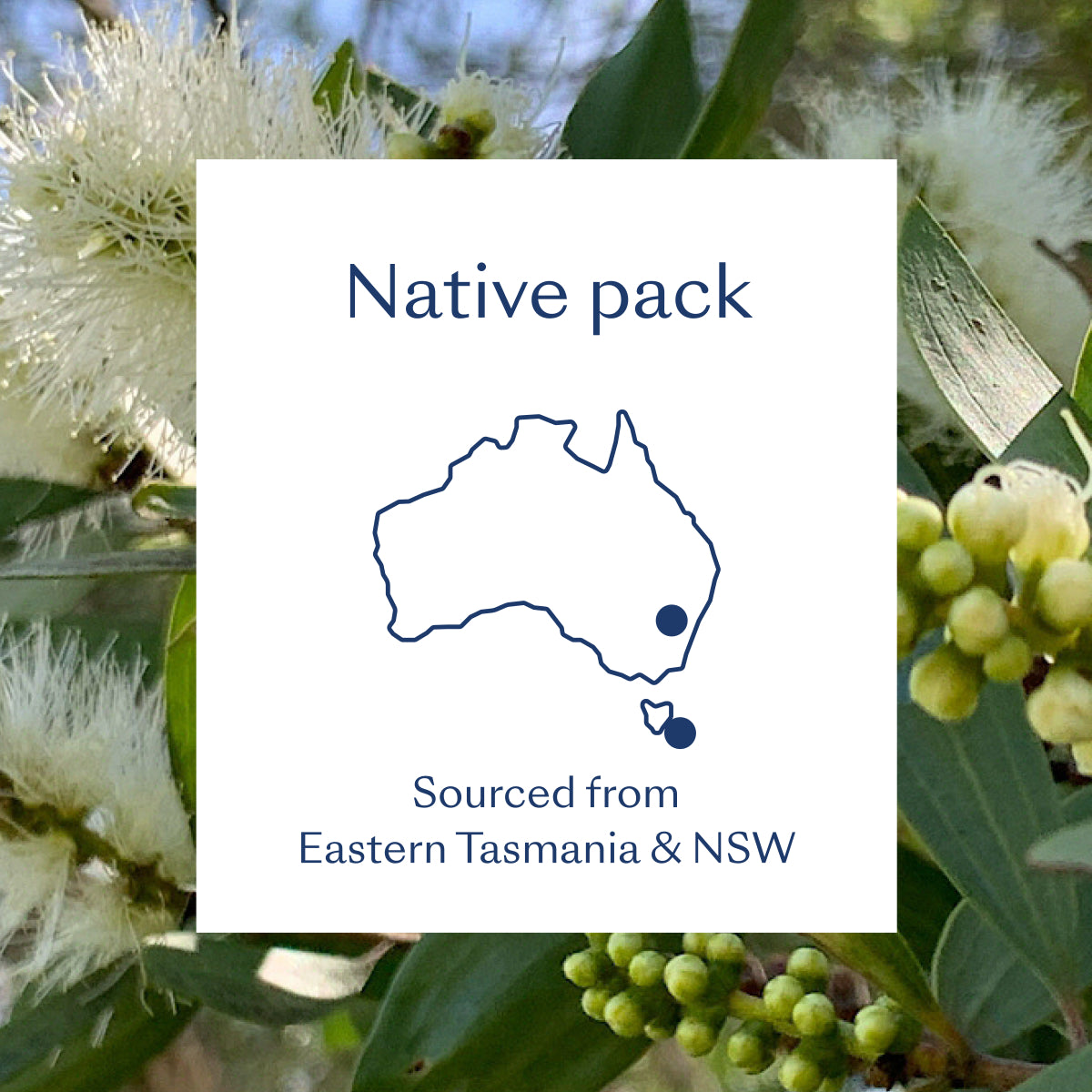 Natives Essential Oils Pack | South Of Somewhere (Australia)